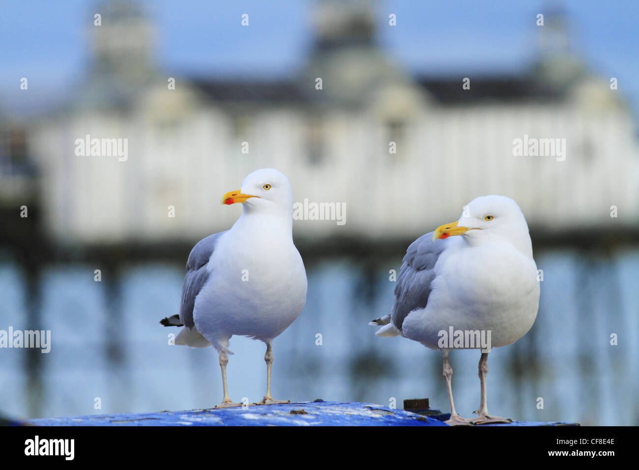 Eastbourne pier seagull hi-res stock photography and images - Alamy