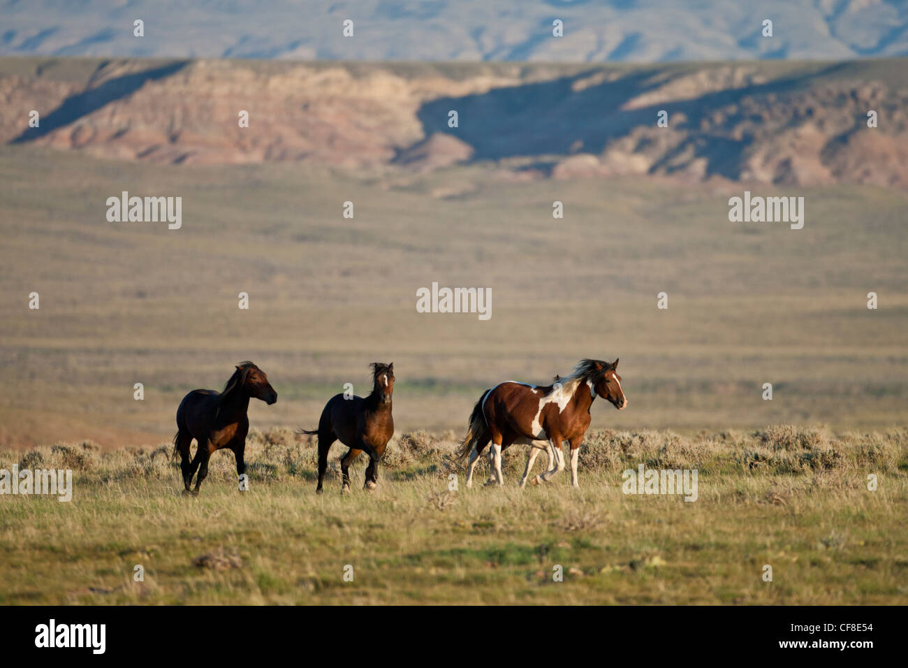 Mustangs hi-res stock photography and images - Alamy