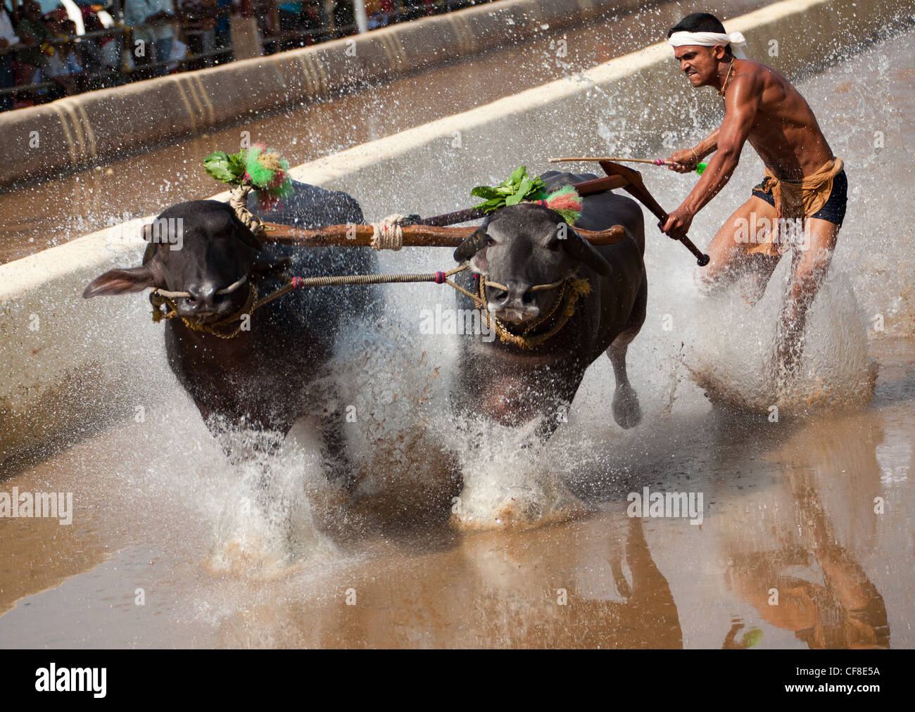 Kambala kambla traditional buffalo race hi-res stock photography and ...