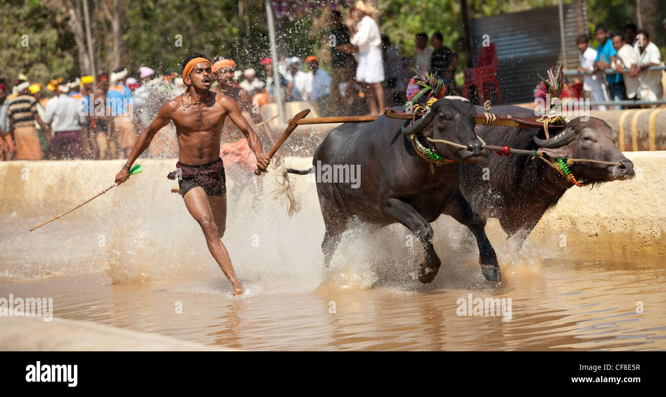 Kambala kambla traditional buffalo race hi-res stock photography and ...