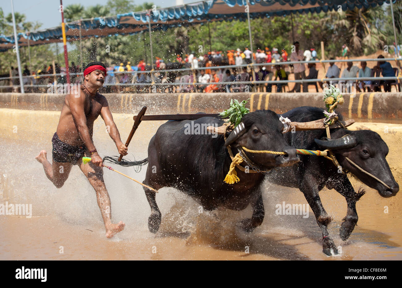 Kambala or Kamblā traditional buffalo race in muddy waters, held in ...