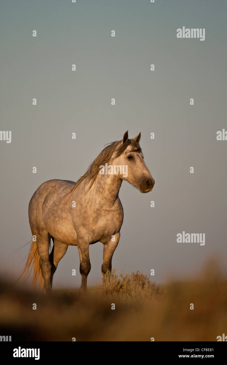 Feral Horse High Resolution Stock Photography and Images - Alamy