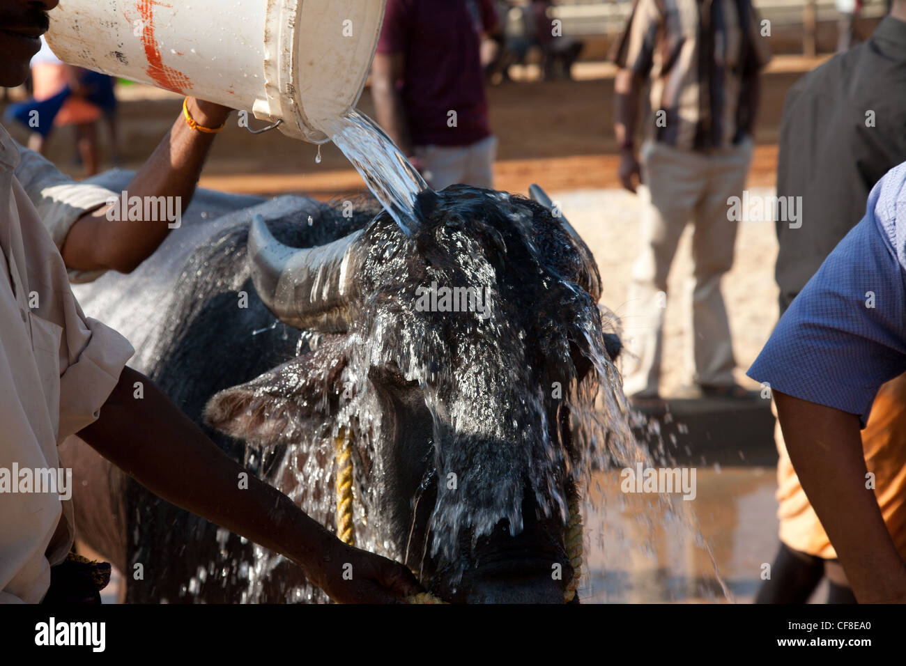 Buffalo having a wash, Kambala or Kamblā traditional buffalo race in ...