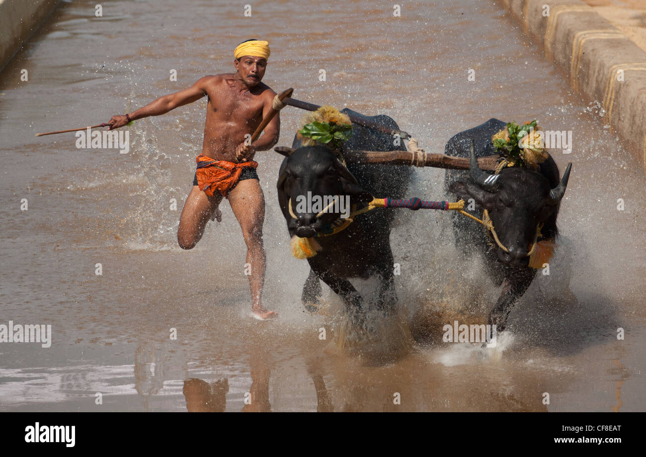 Kambala or Kamblā traditional buffalo race in muddy waters, held in ...