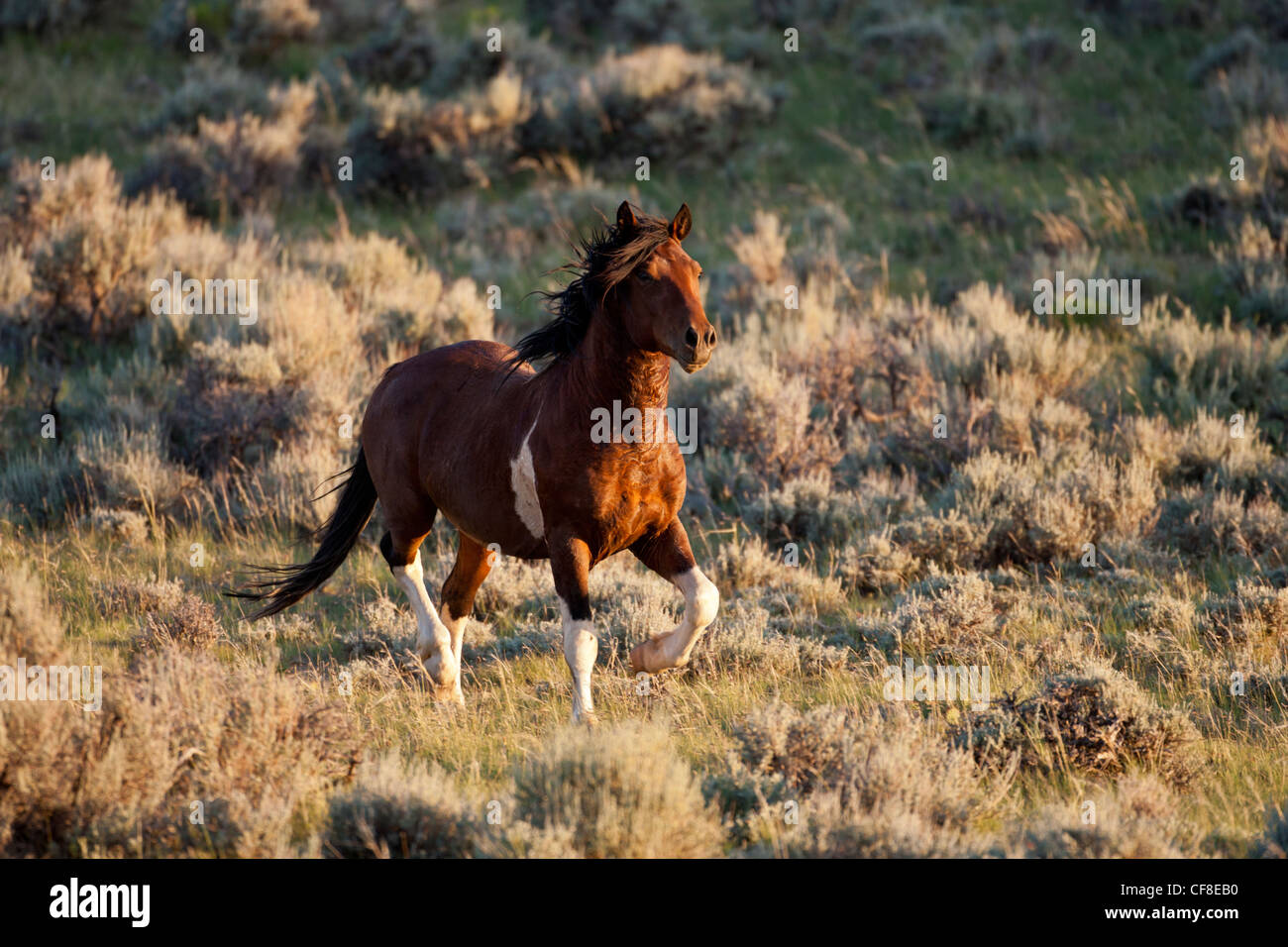 Montana mustangs hi-res stock photography and images - Alamy