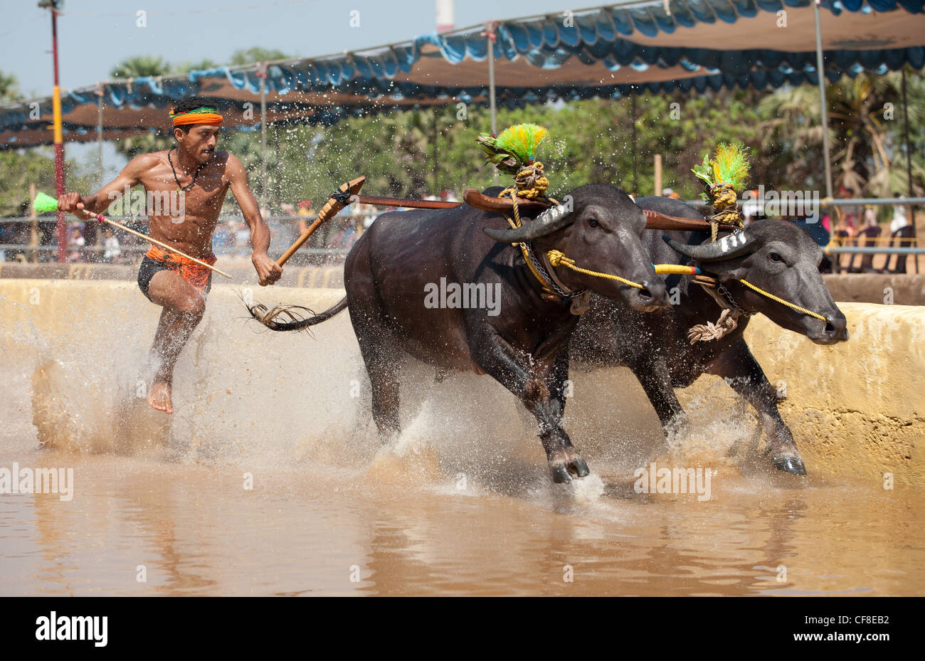 Kambala or Kamblā traditional buffalo race in muddy waters, held in ...