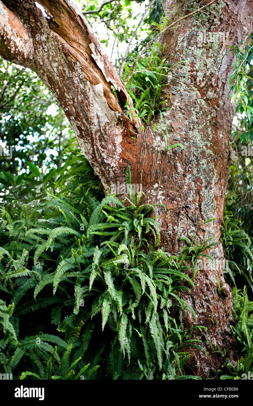St Helena roadside scenery showing gnarled trees and ferns growing wild ...