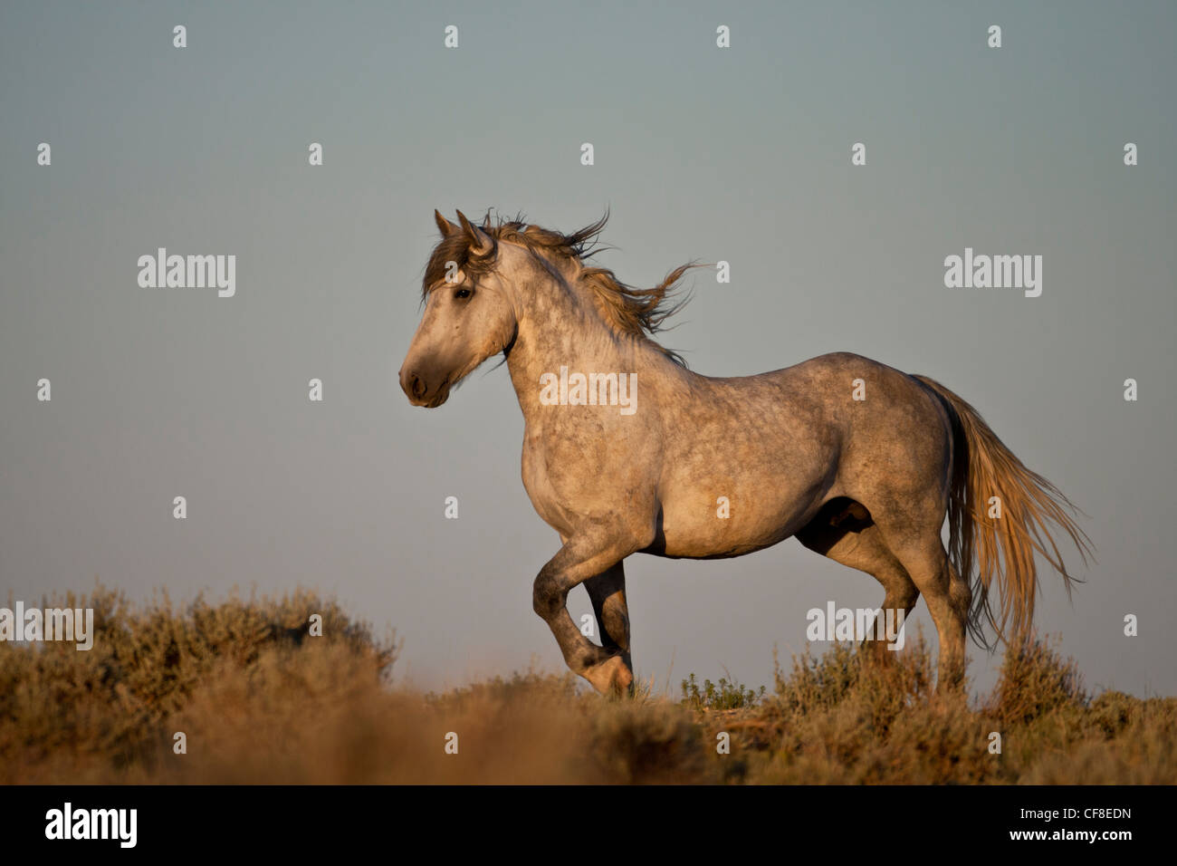 Feral Horse High Resolution Stock Photography and Images - Alamy