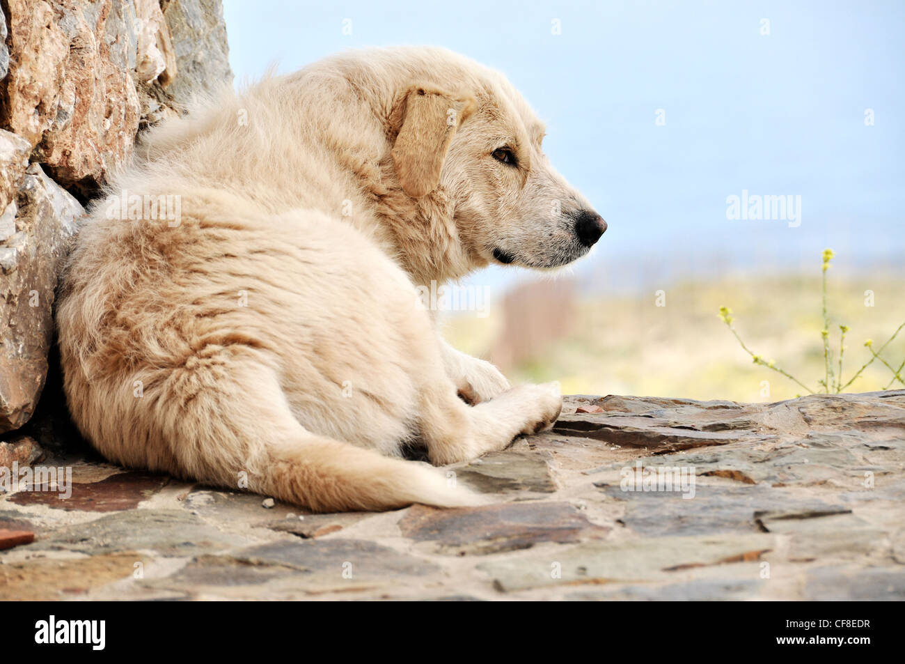 Dog watching sheep hi-res stock photography and images - Alamy