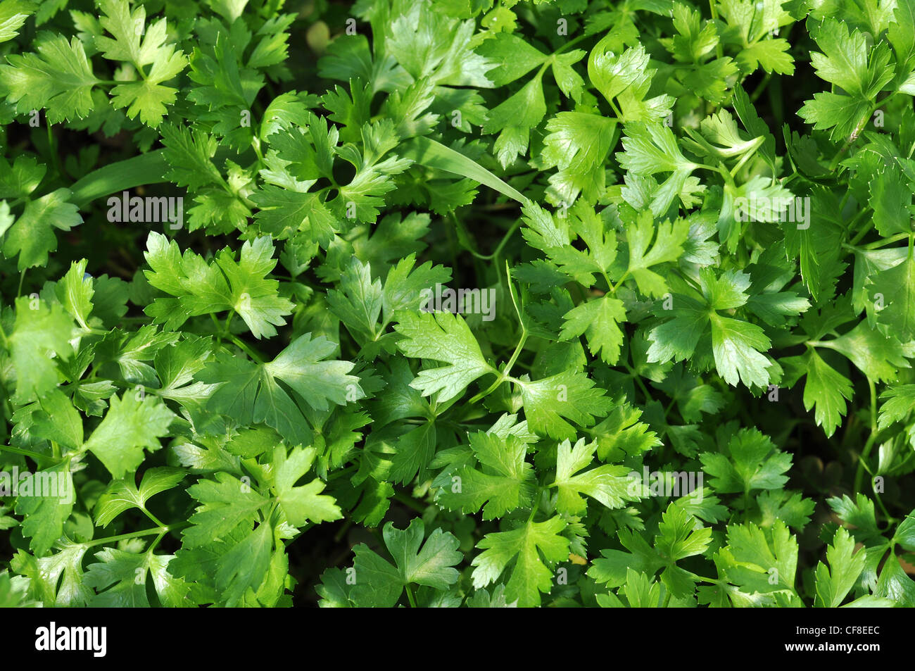 Macro view of parsley leaves Stock Photo - Alamy