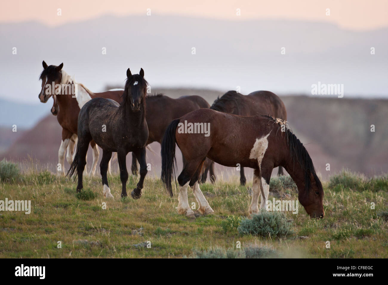 Wild mustangs in montana hi-res stock photography and images - Alamy