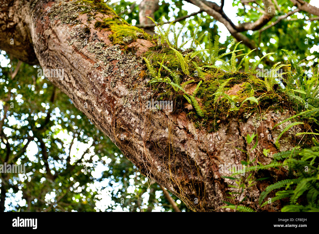 St Helena scenery showing gnarled trees and ferns growing wild Stock ...