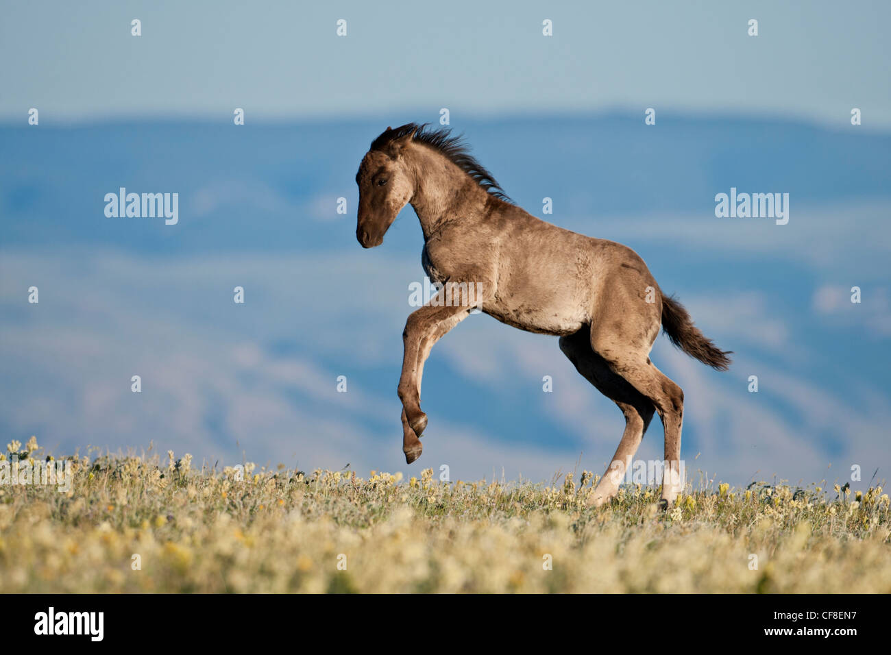 Wild Horses Rearing And Bucking