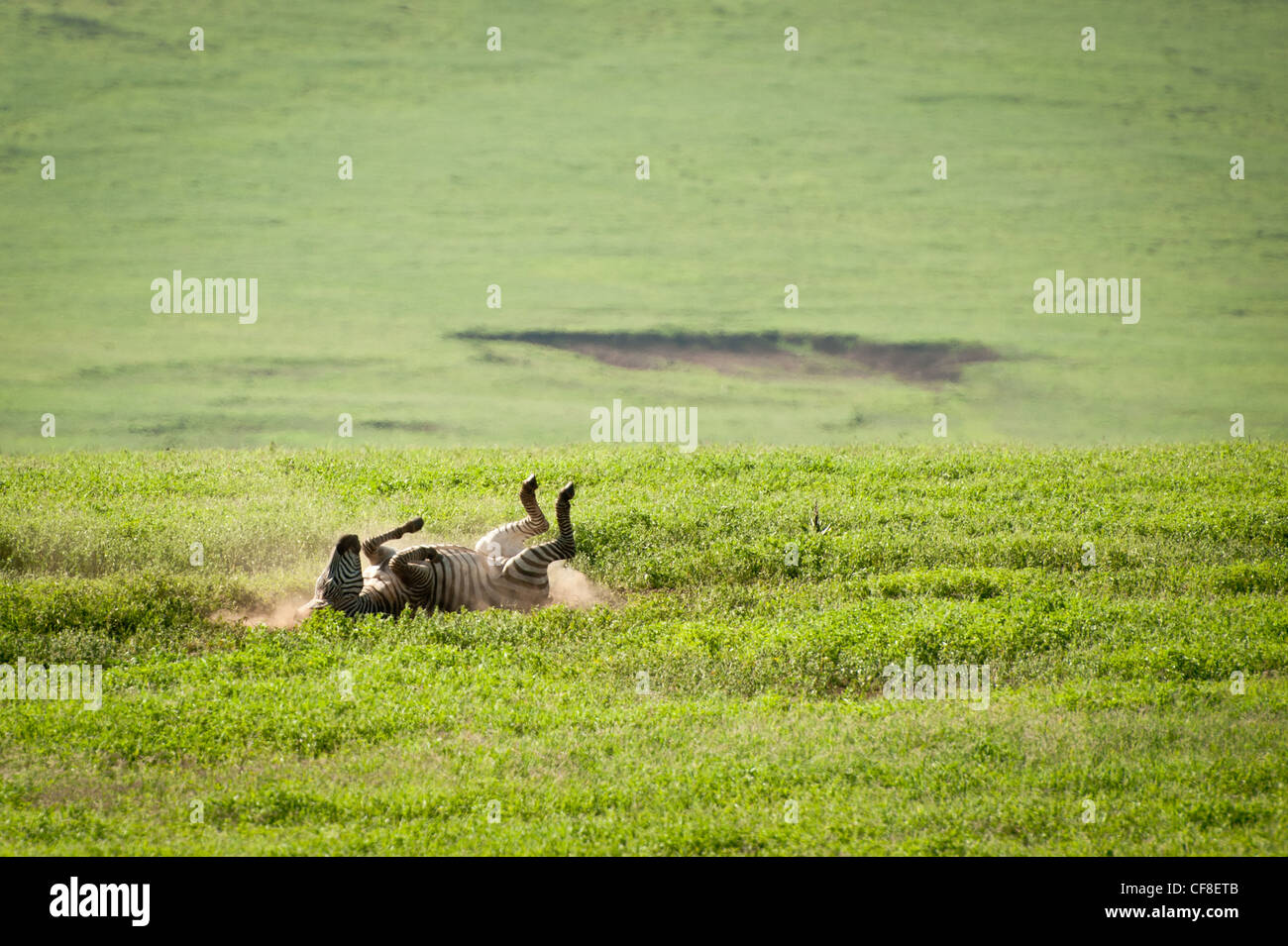 Rolling in mud hi-res stock photography and images - Alamy