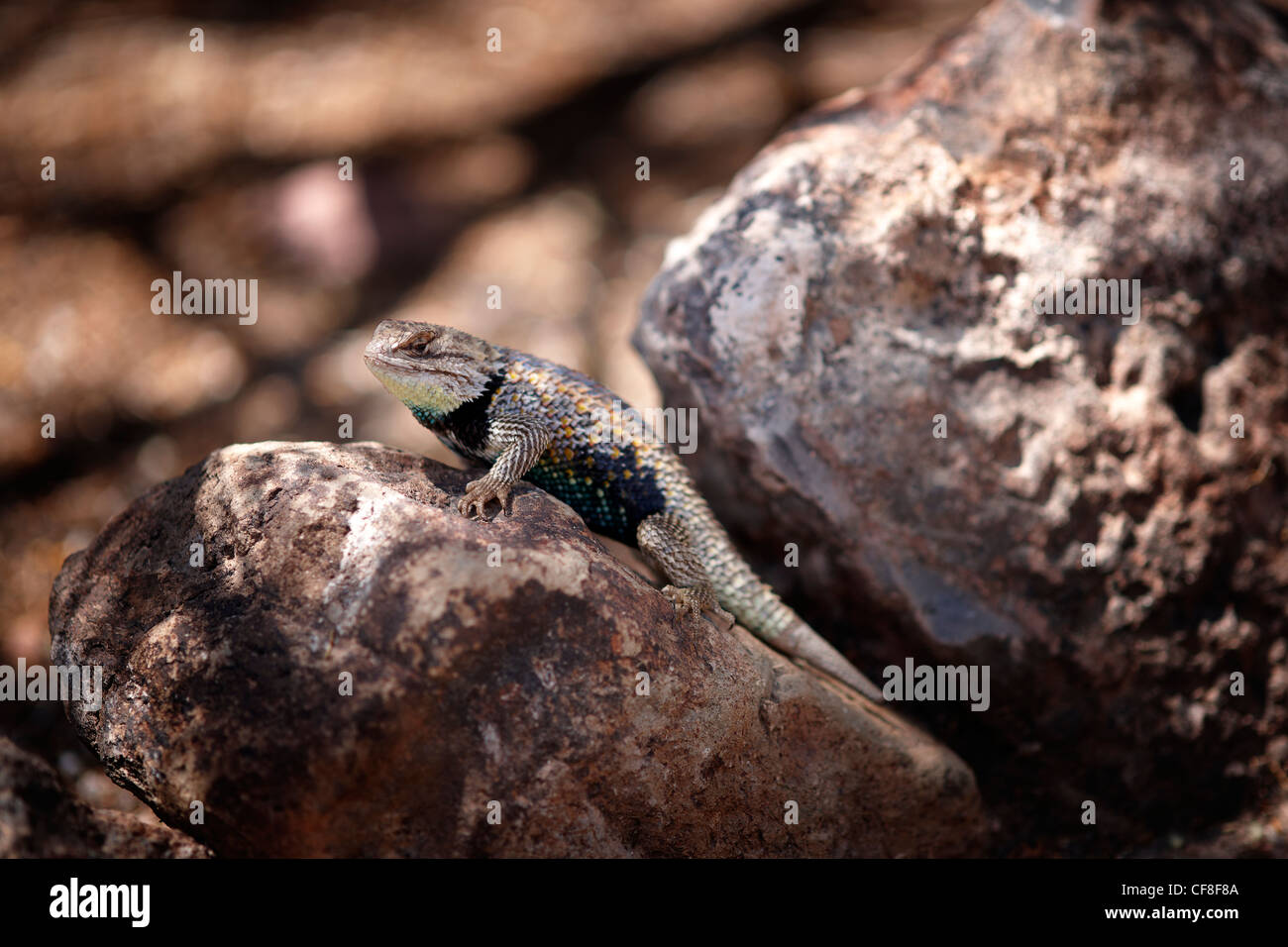 lizard sunning himself on a rock Stock Photo - Alamy