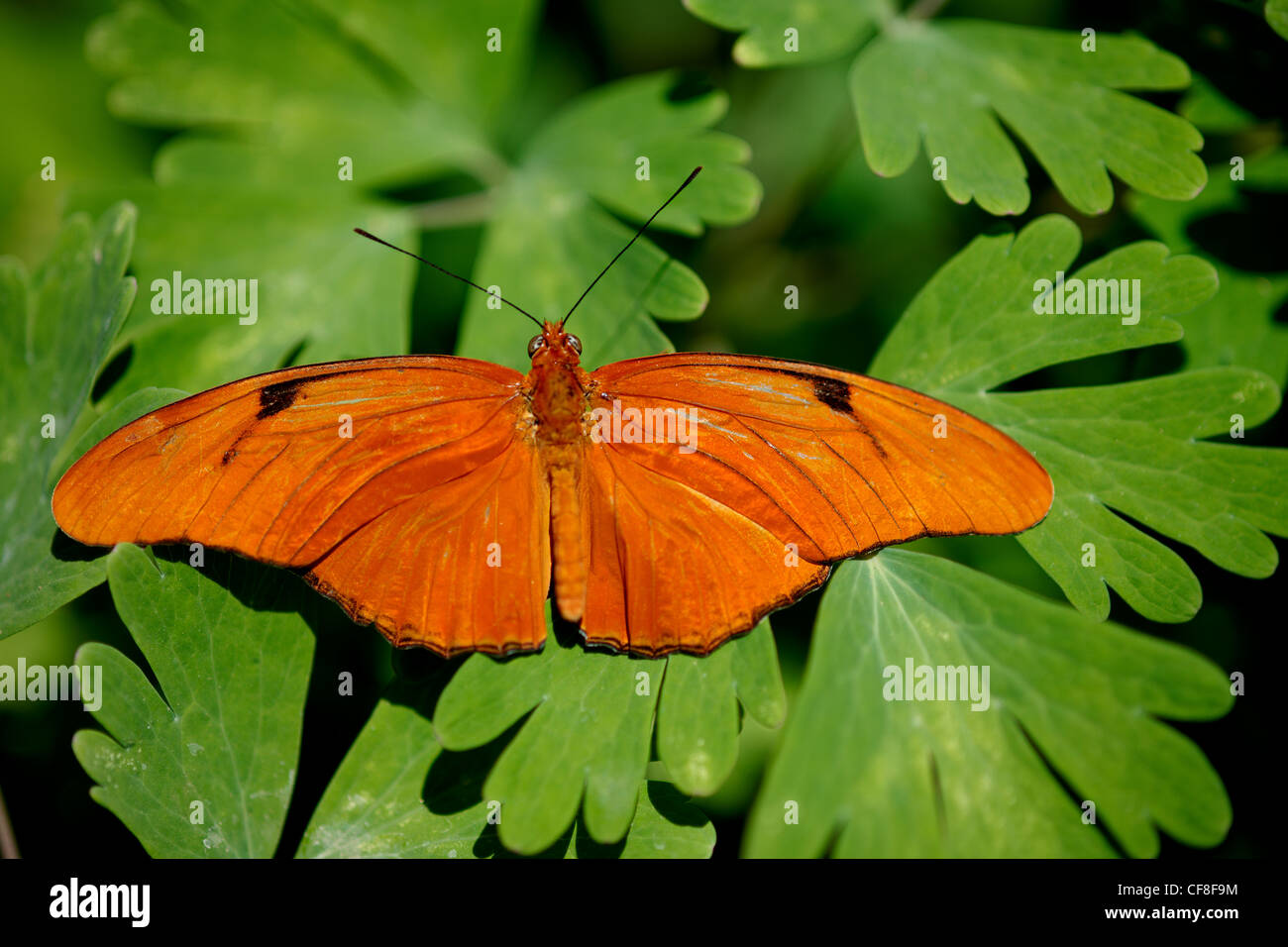butterfly on leaf Stock Photo - Alamy