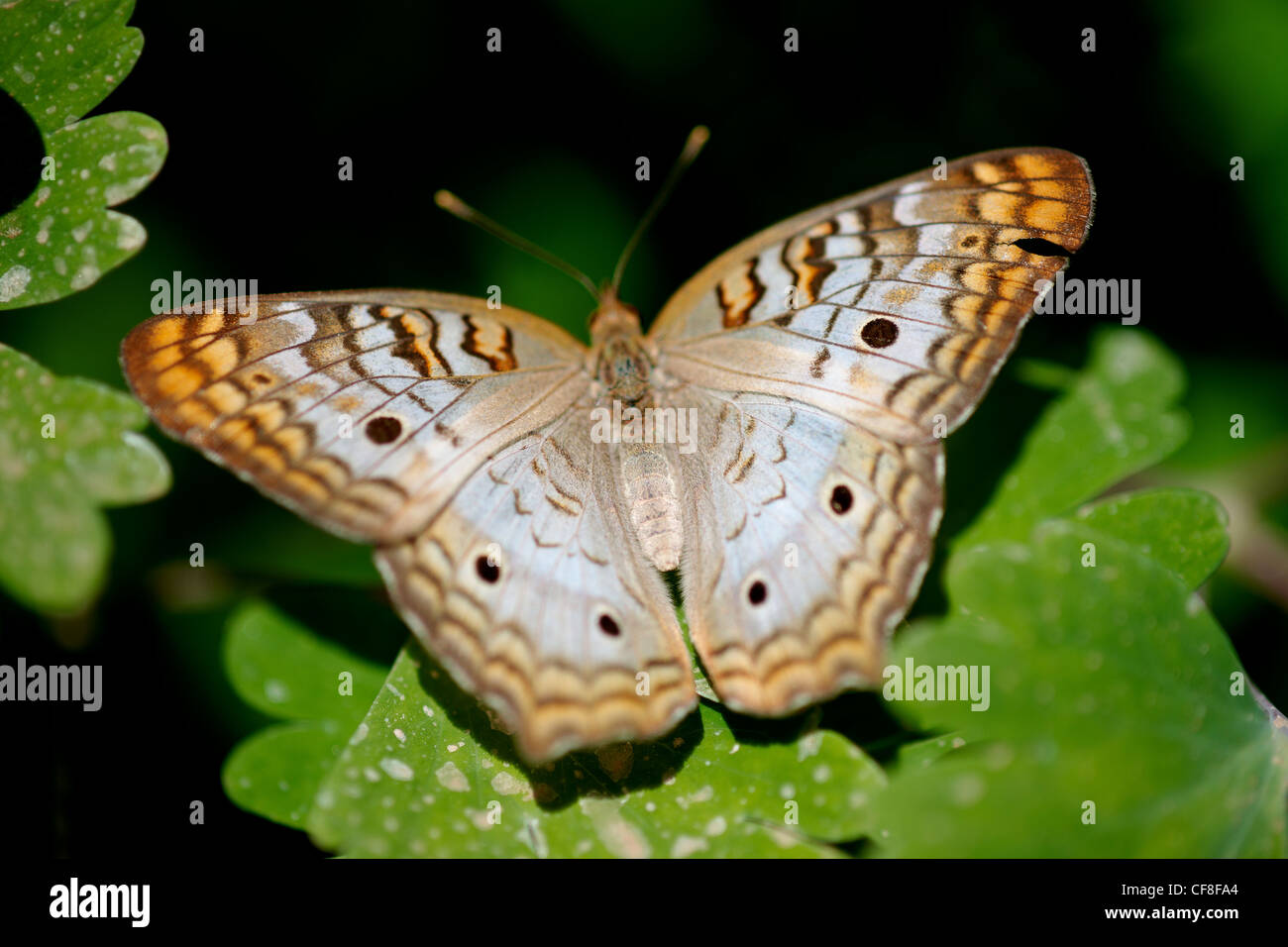 butterfly on leaf Stock Photo - Alamy