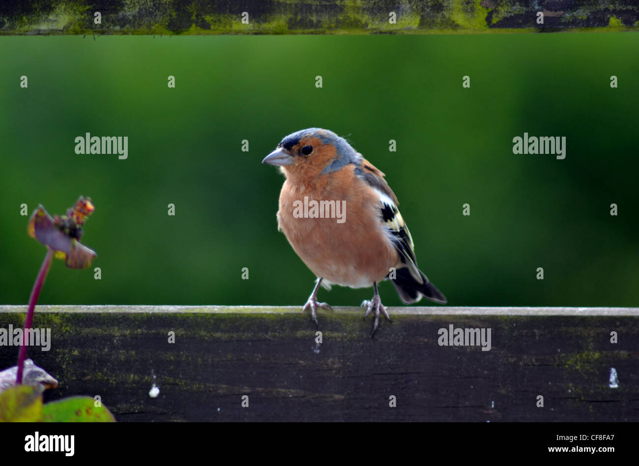 Chaffinch flying hi-res stock photography and images - Alamy