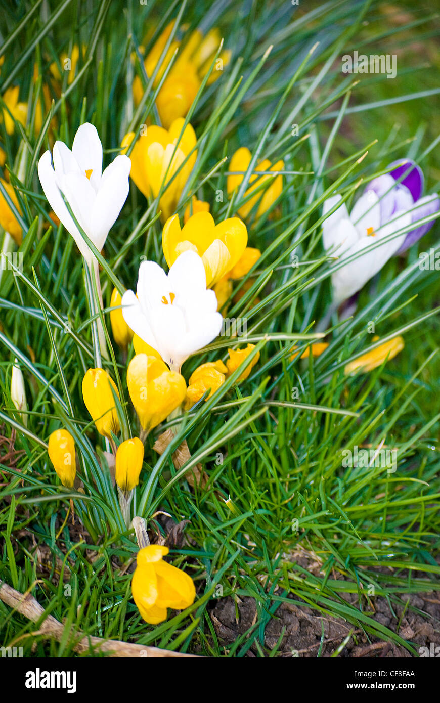 beautiful spring crocuses on a green grass in park Stock Photo - Alamy