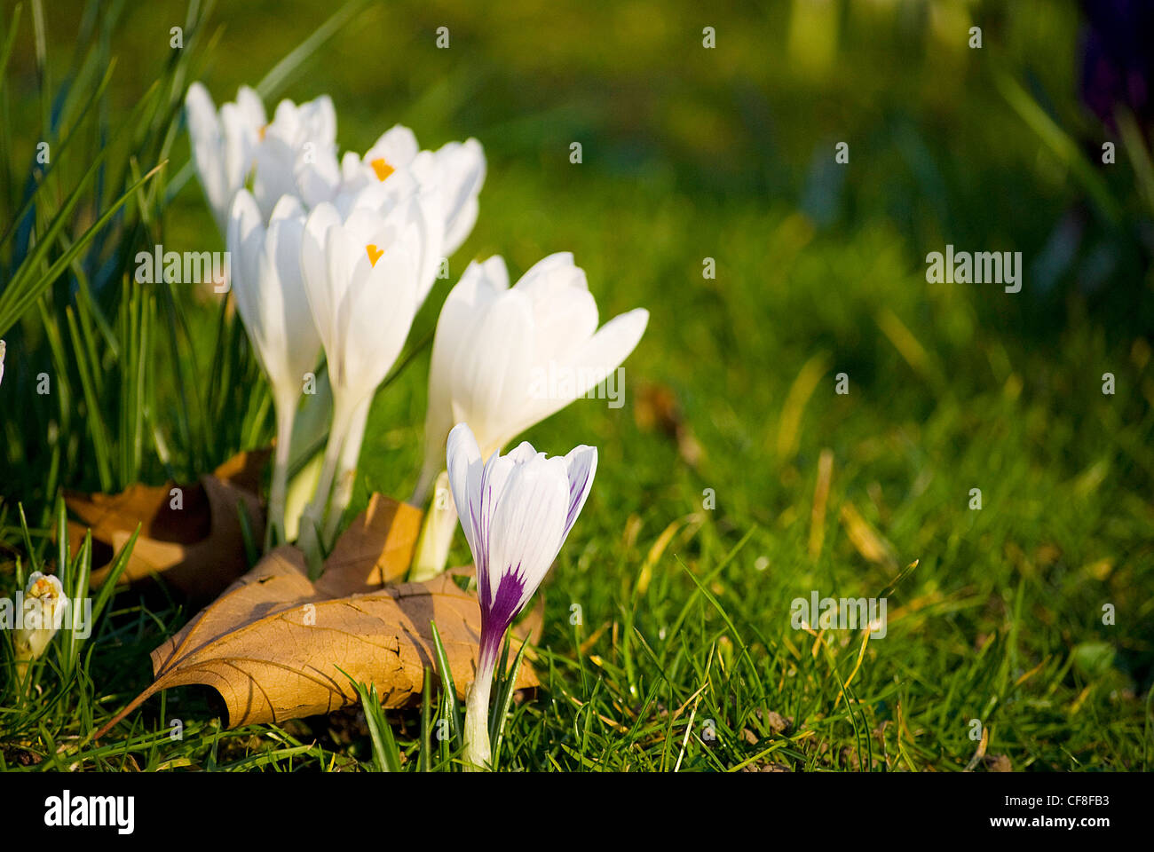 beautiful spring crocuses on a green grass in park Stock Photo - Alamy