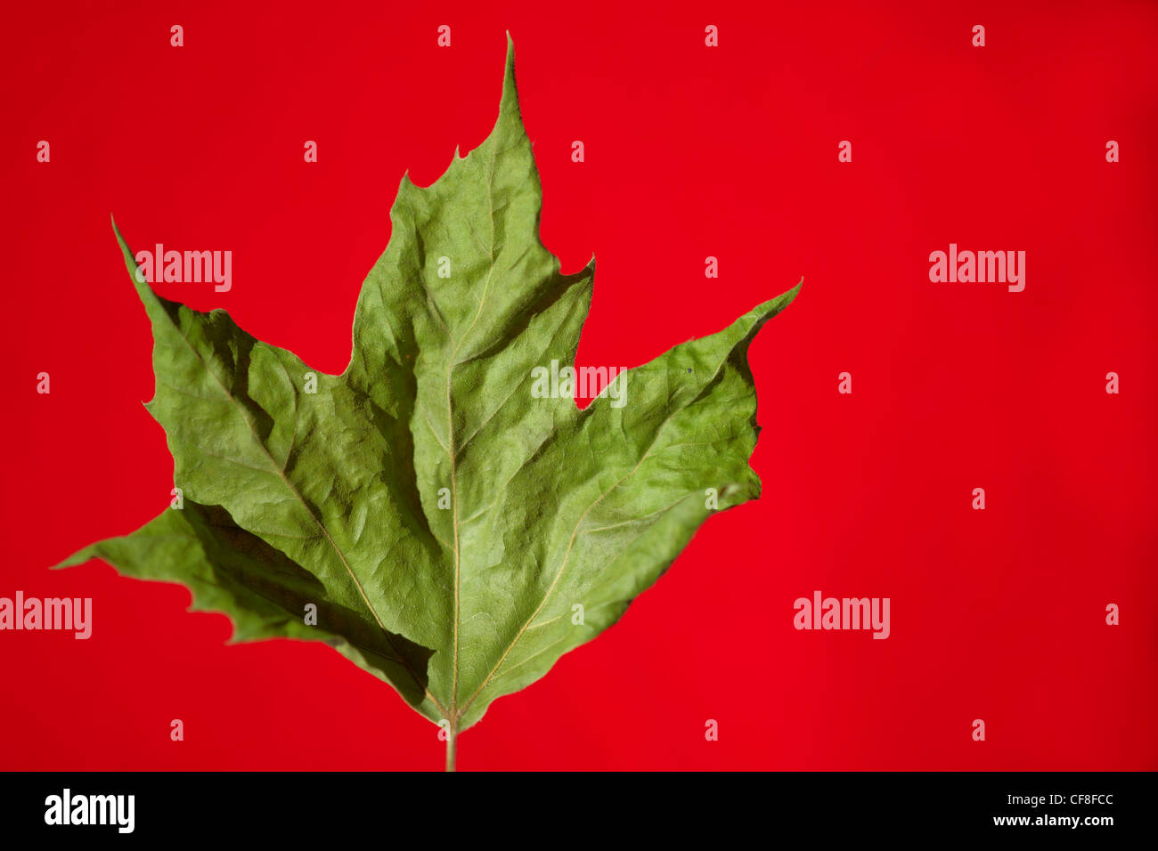 Wilting tree hi-res stock photography and images - Alamy