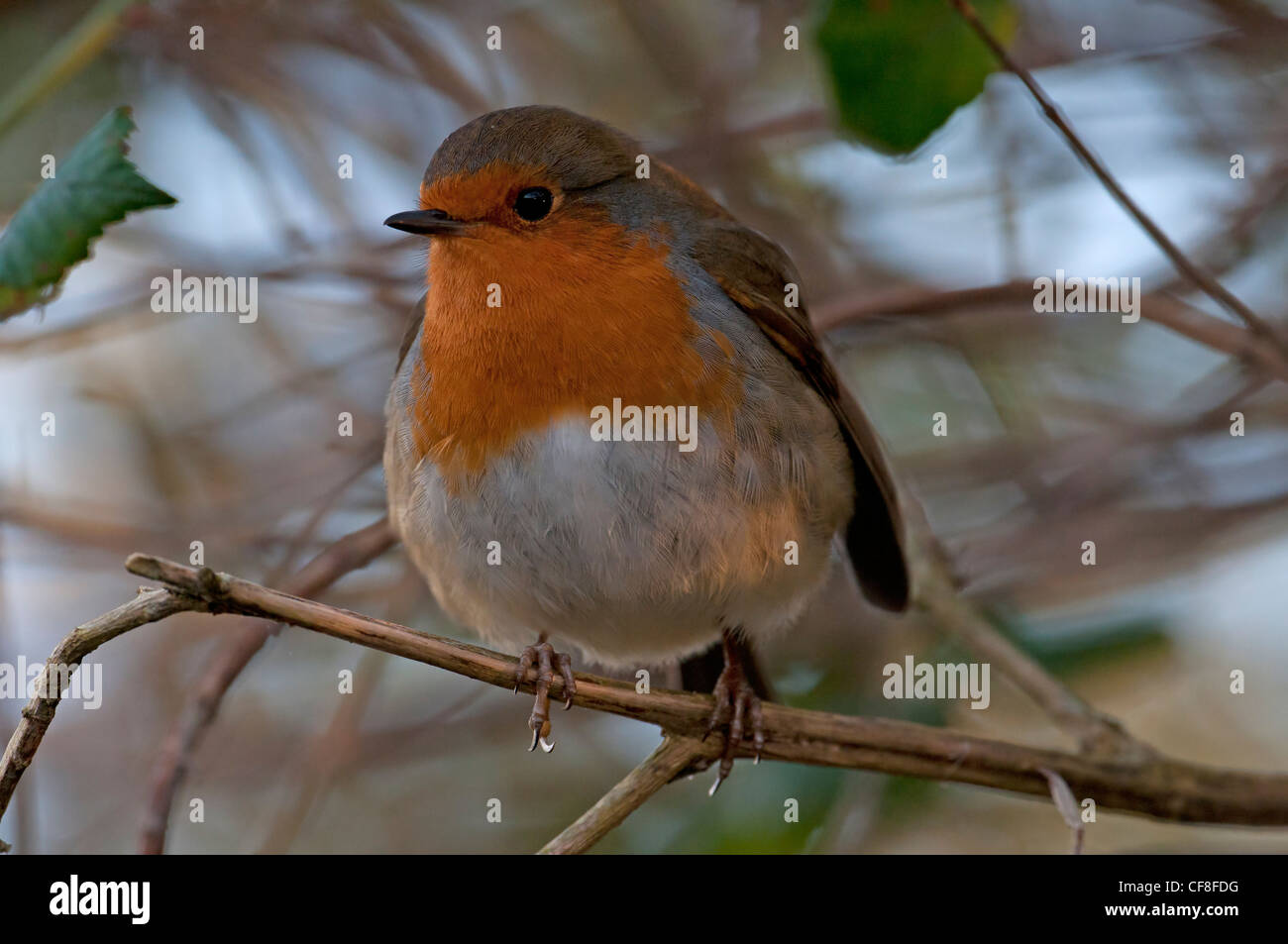 Robin erithacus rubecula perched hi-res stock photography and images ...