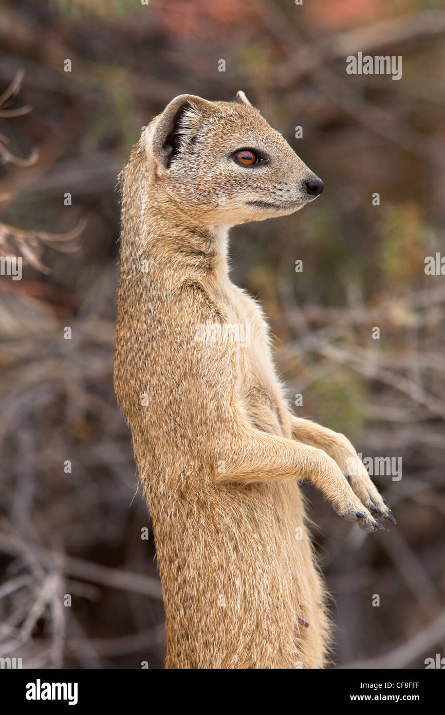 Yellow mongoose, Cynictis penicillata, Kgalagadi Transfrontier Park ...