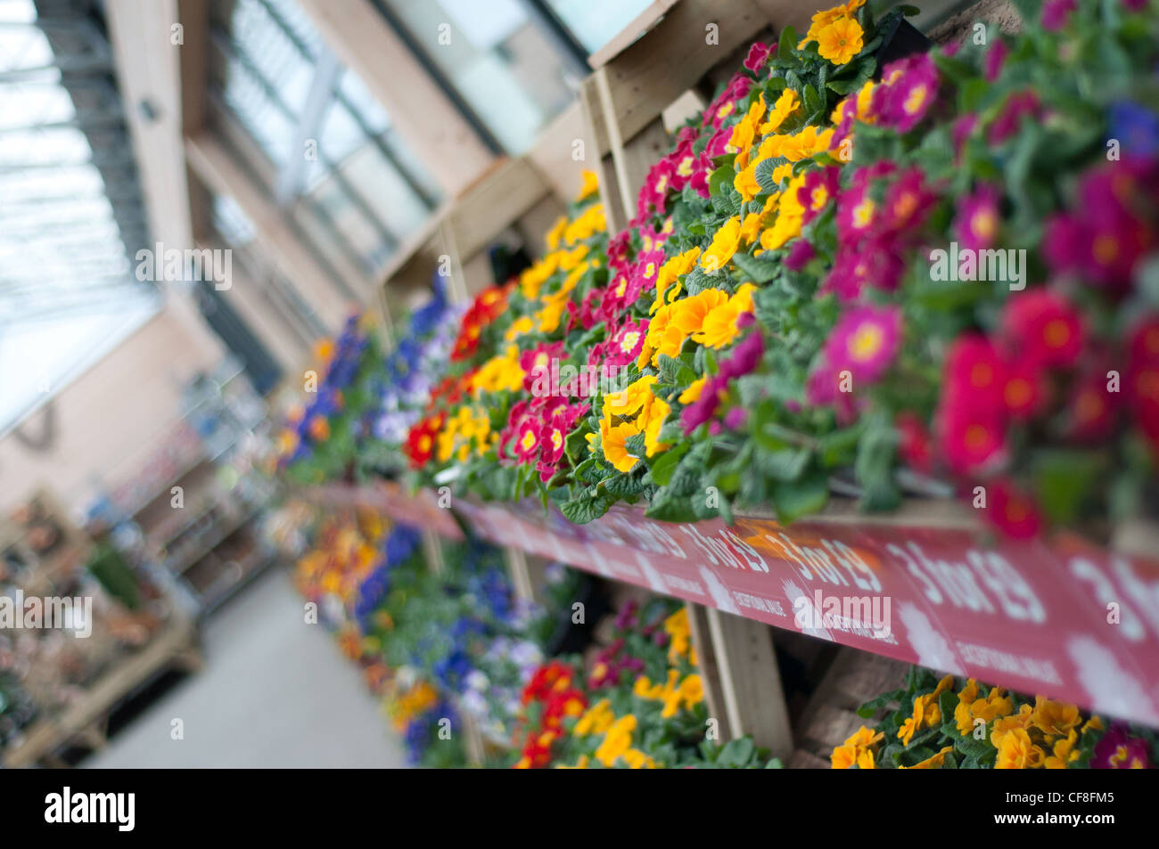 Colourful flower display at garden center Stock Photo - Alamy
