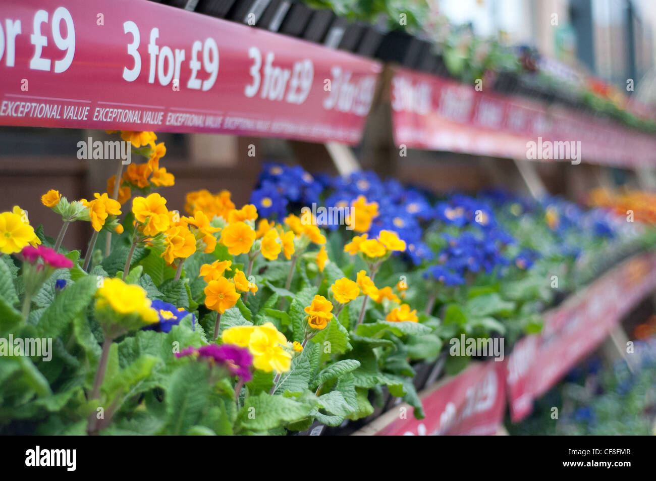 Colourful flower display at garden center Stock Photo - Alamy