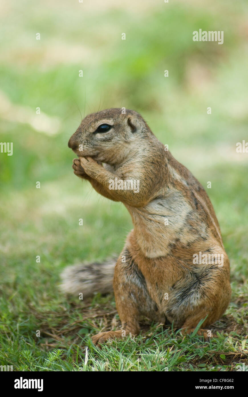 African or Cape ground squirrel, South Africa Stock Photo - Alamy
