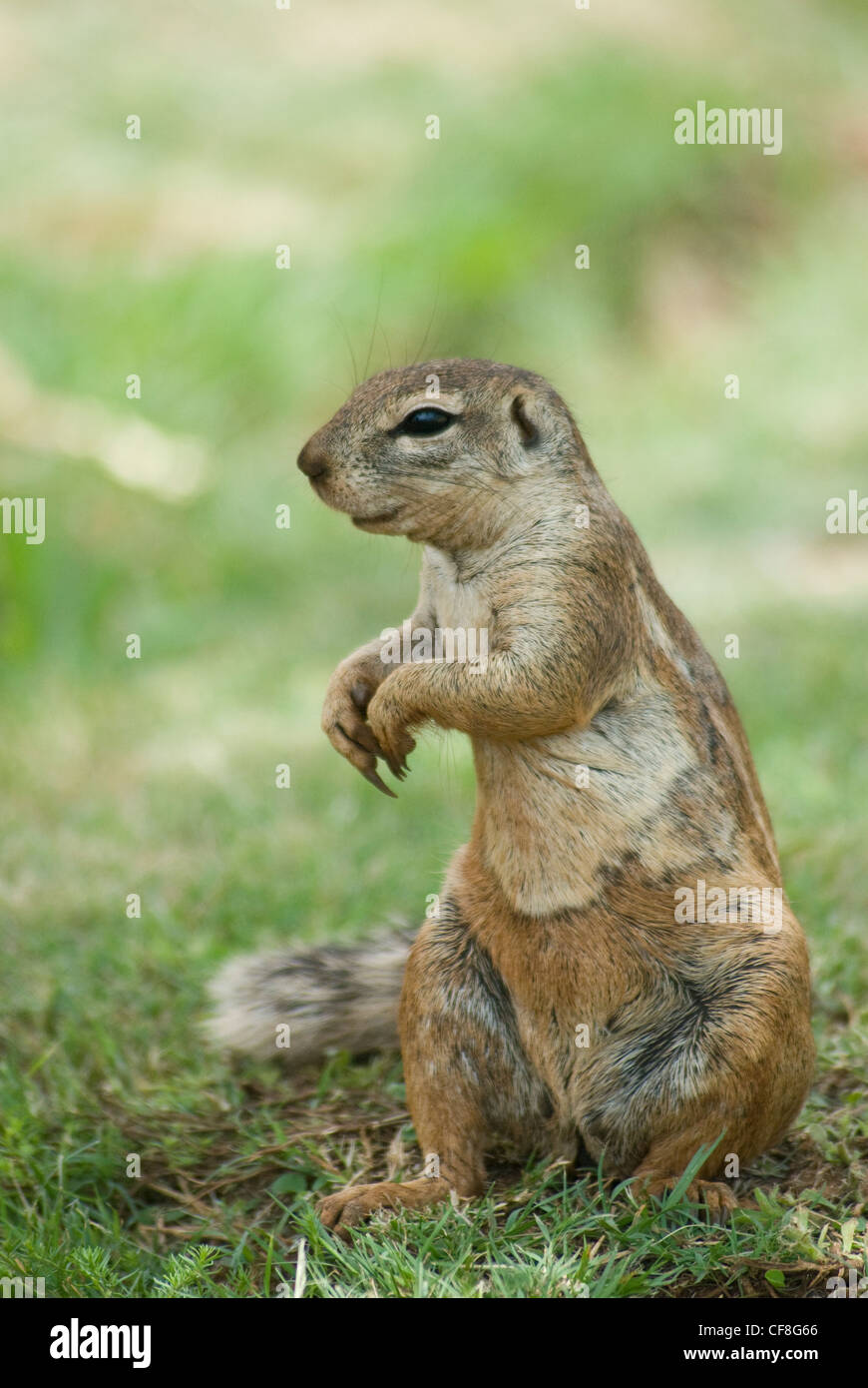 Squirrel african south africa safari hi-res stock photography and ...