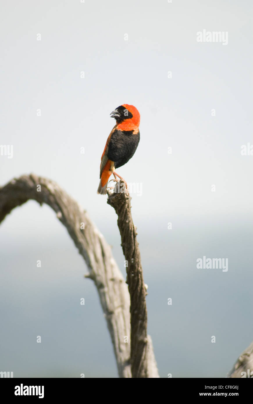 Red bishop wildlife hi-res stock photography and images - Alamy