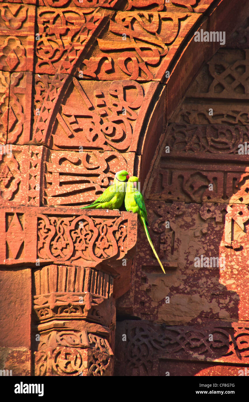 Parakeets in Qutub Minar, Delhi, India Stock Photo - Alamy