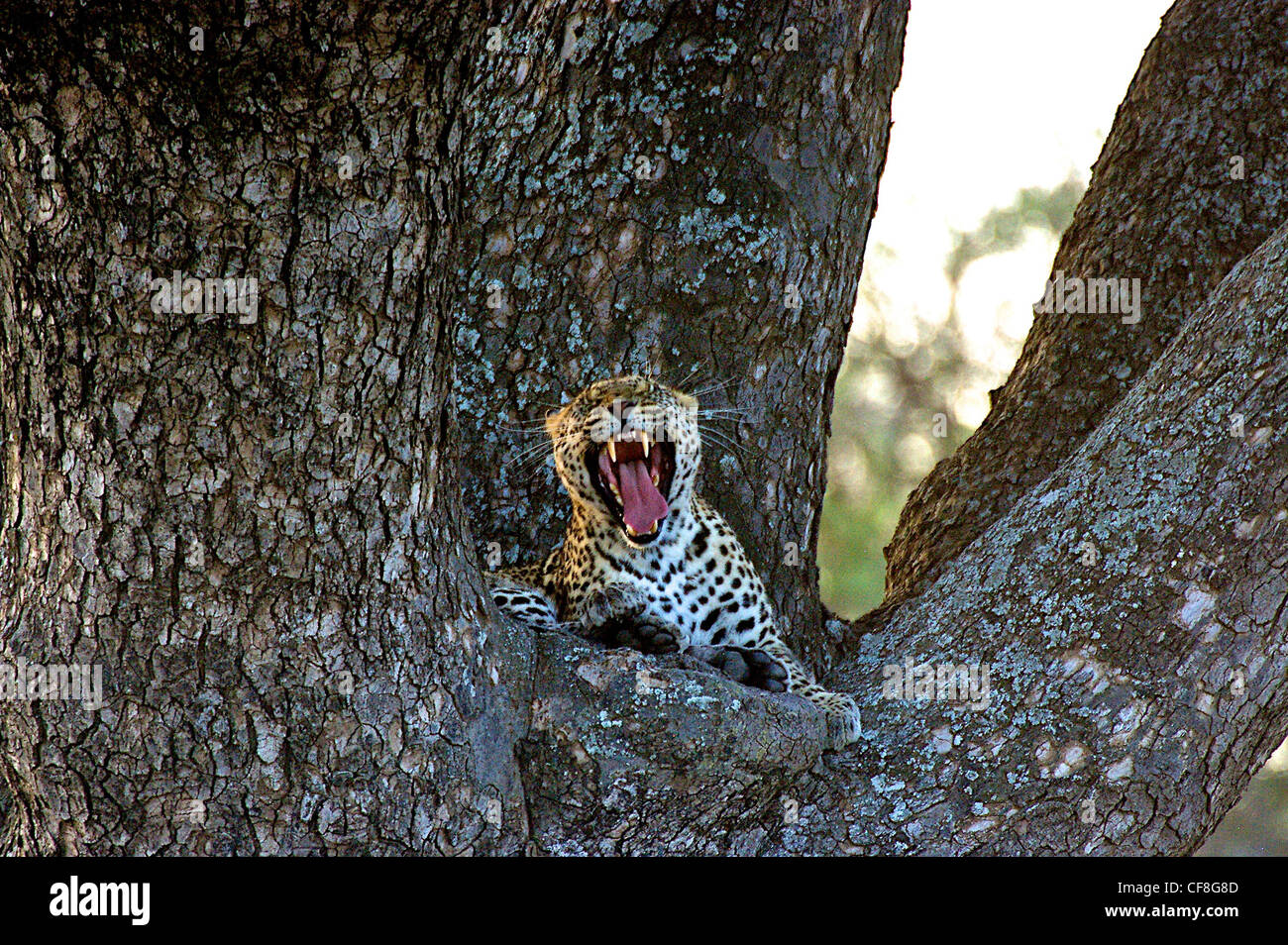 Leopard in a Tanzanian Tree Stock Photo - Alamy