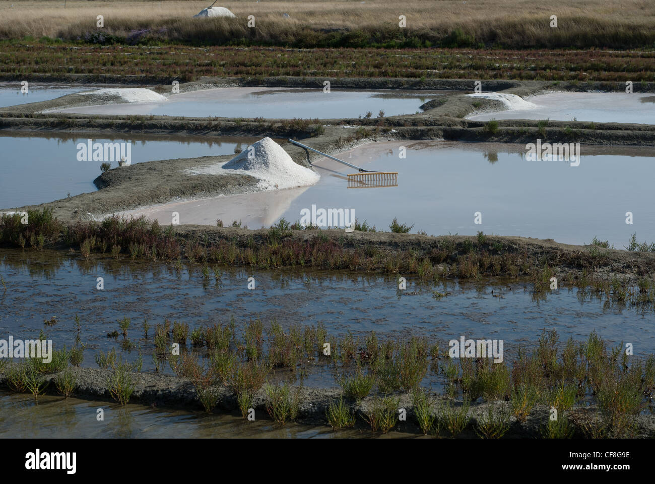 Sea salt drying in the Vendee, France Stock Photo - Alamy