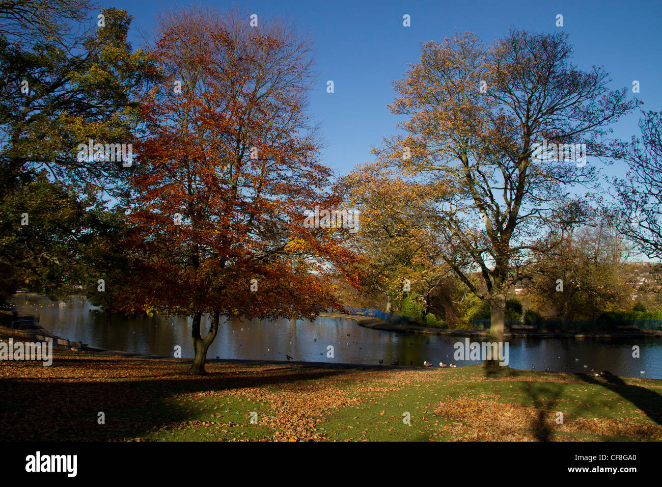 Lister Park boating lake in Autumn, Mannngham Bradford Stock Photo - Alamy
