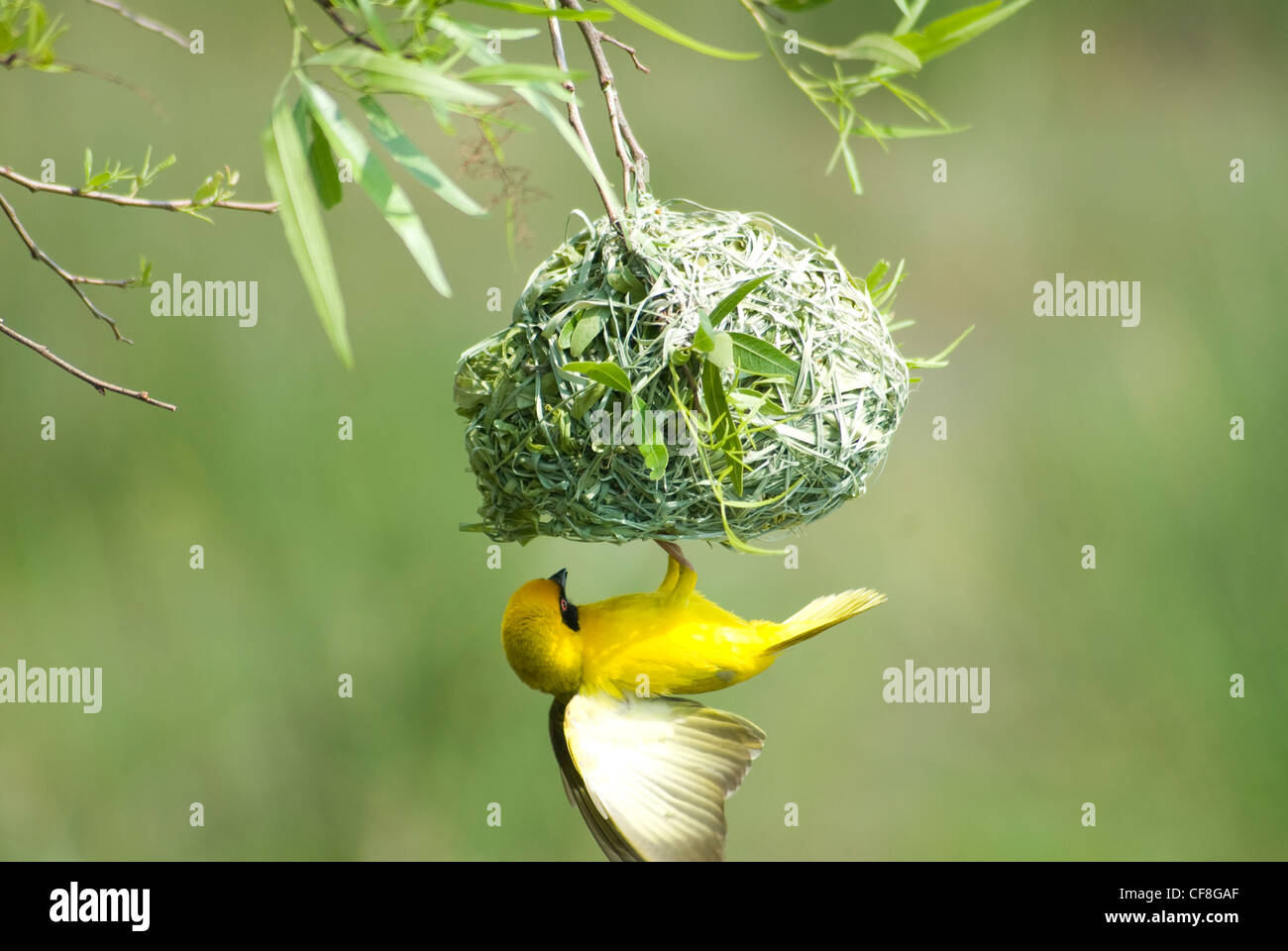 Yellow bird hanging from nest hi-res stock photography and images - Alamy