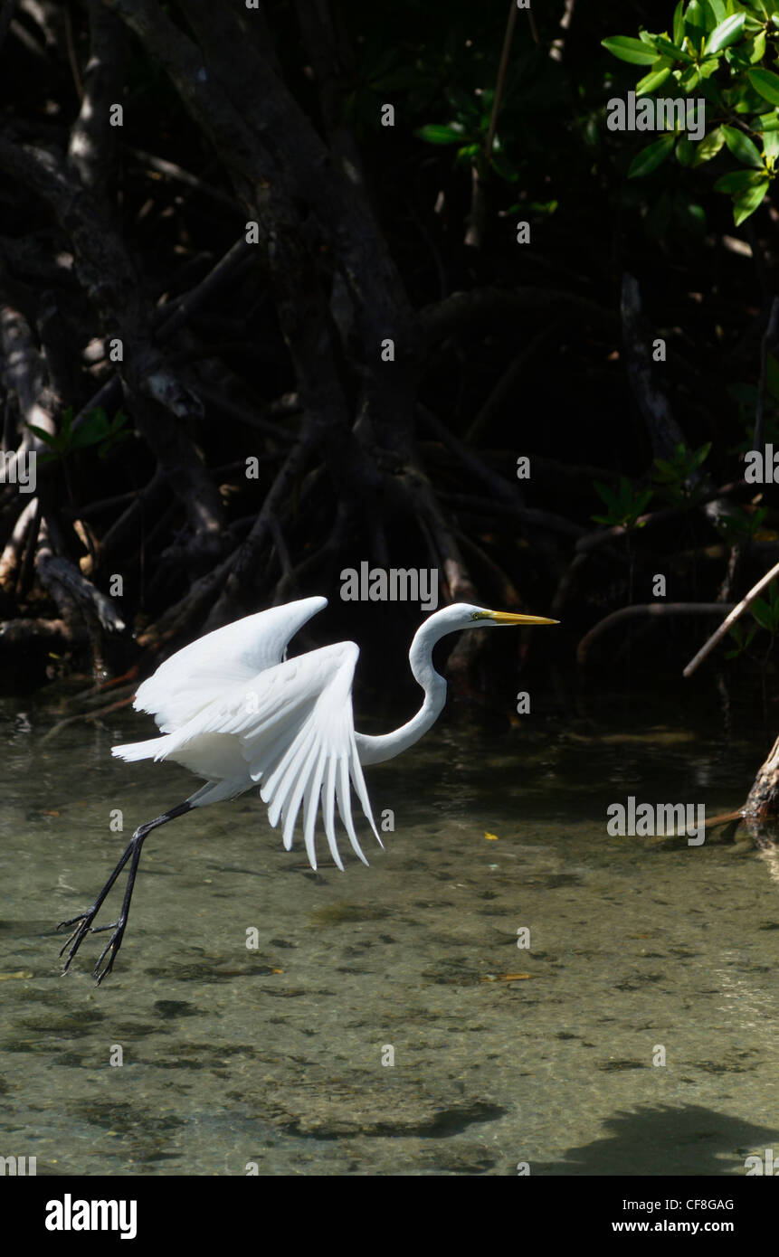 Tortola caribbean bird hi-res stock photography and images - Alamy