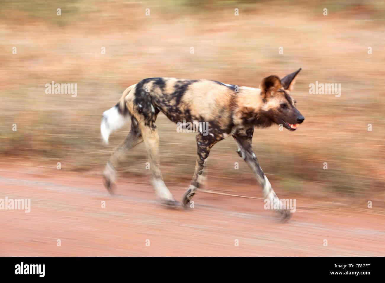 African hunting dog hunting hi-res stock photography and images - Alamy