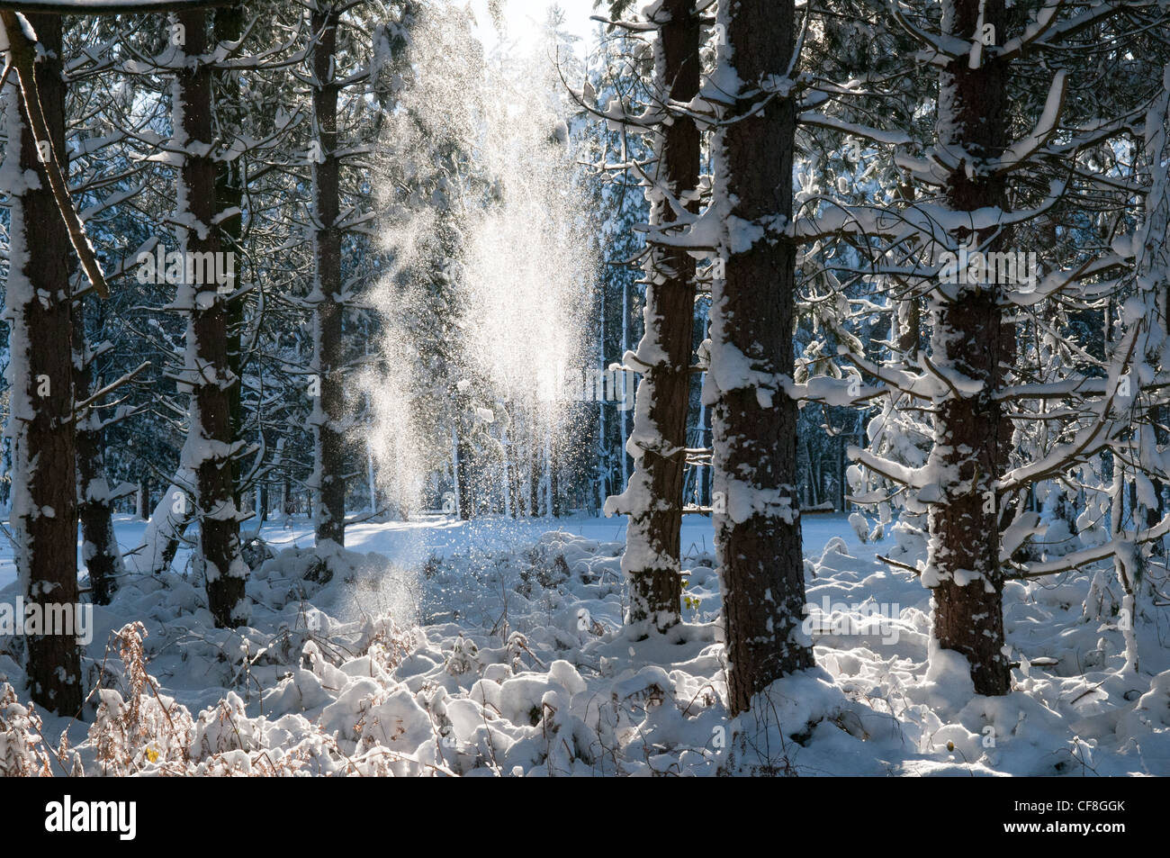 Snow falling on the forest hi-res stock photography and images - Alamy