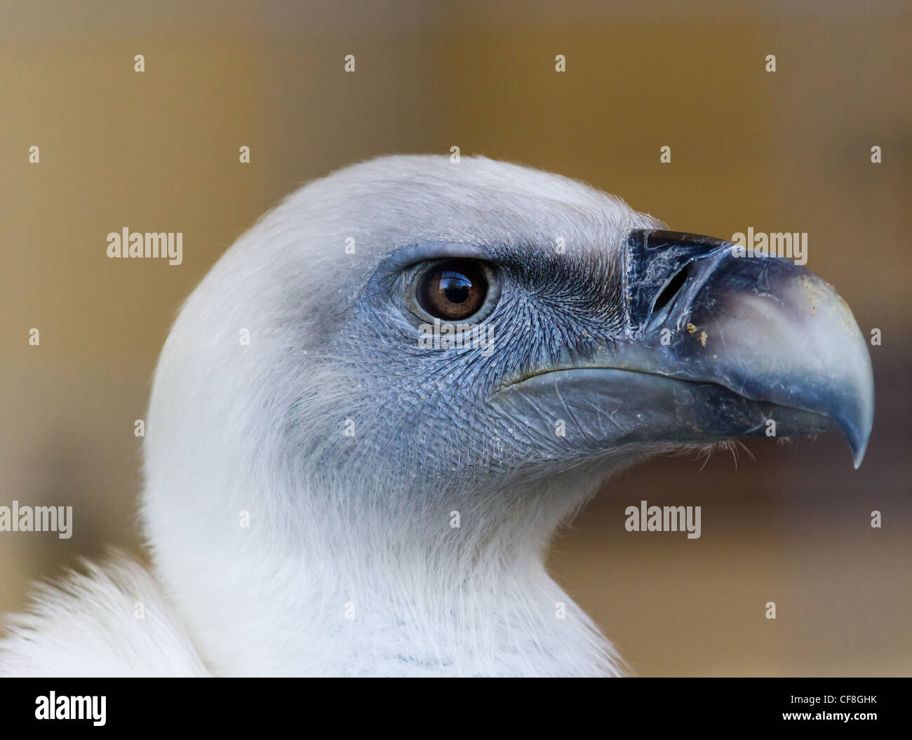A side profile profile view of the head of a Griffon Vulture Stock ...