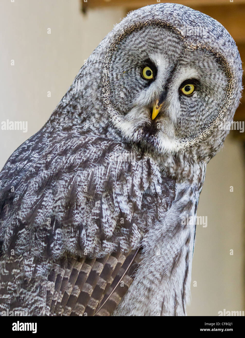 A great grey owl in a barn looks curiously at the camera Stock Photo ...