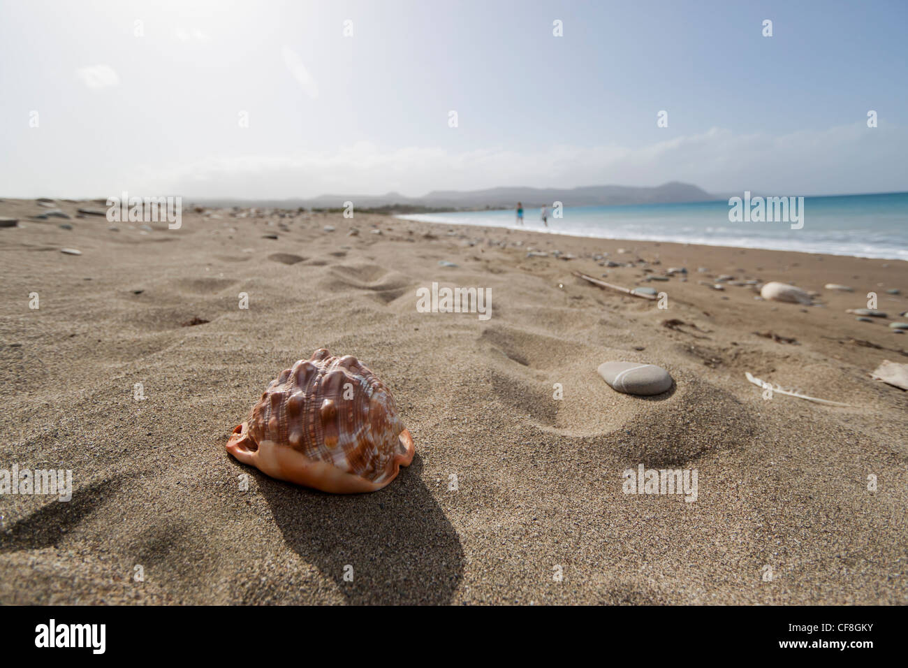 Seashell at Latchi beach, Paphos district, Cyprus Stock Photo - Alamy