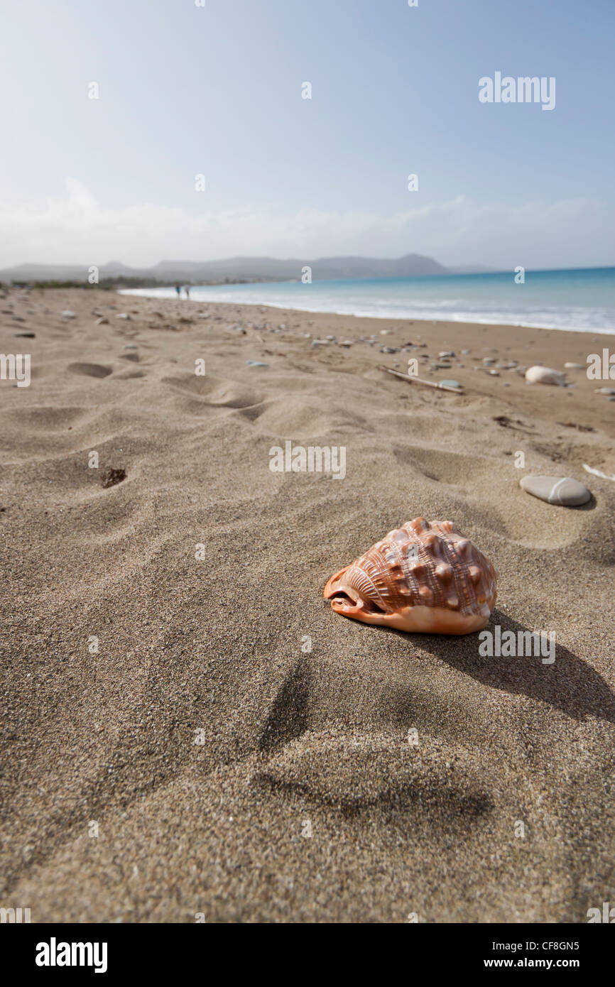 Seashell at Latchi beach, Paphos district, Cyprus Stock Photo - Alamy