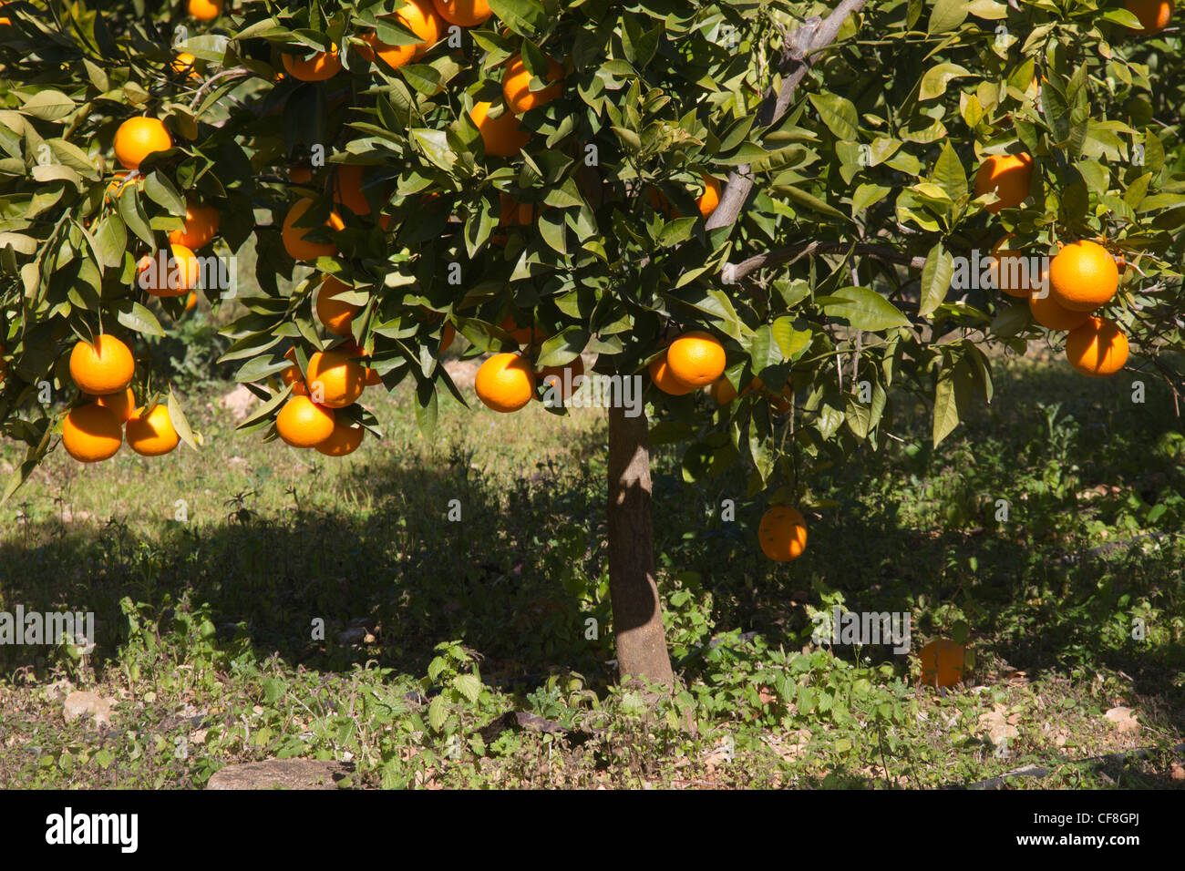Orange tree grove fruits Majorca Balearic Spain Stock Photo - Alamy