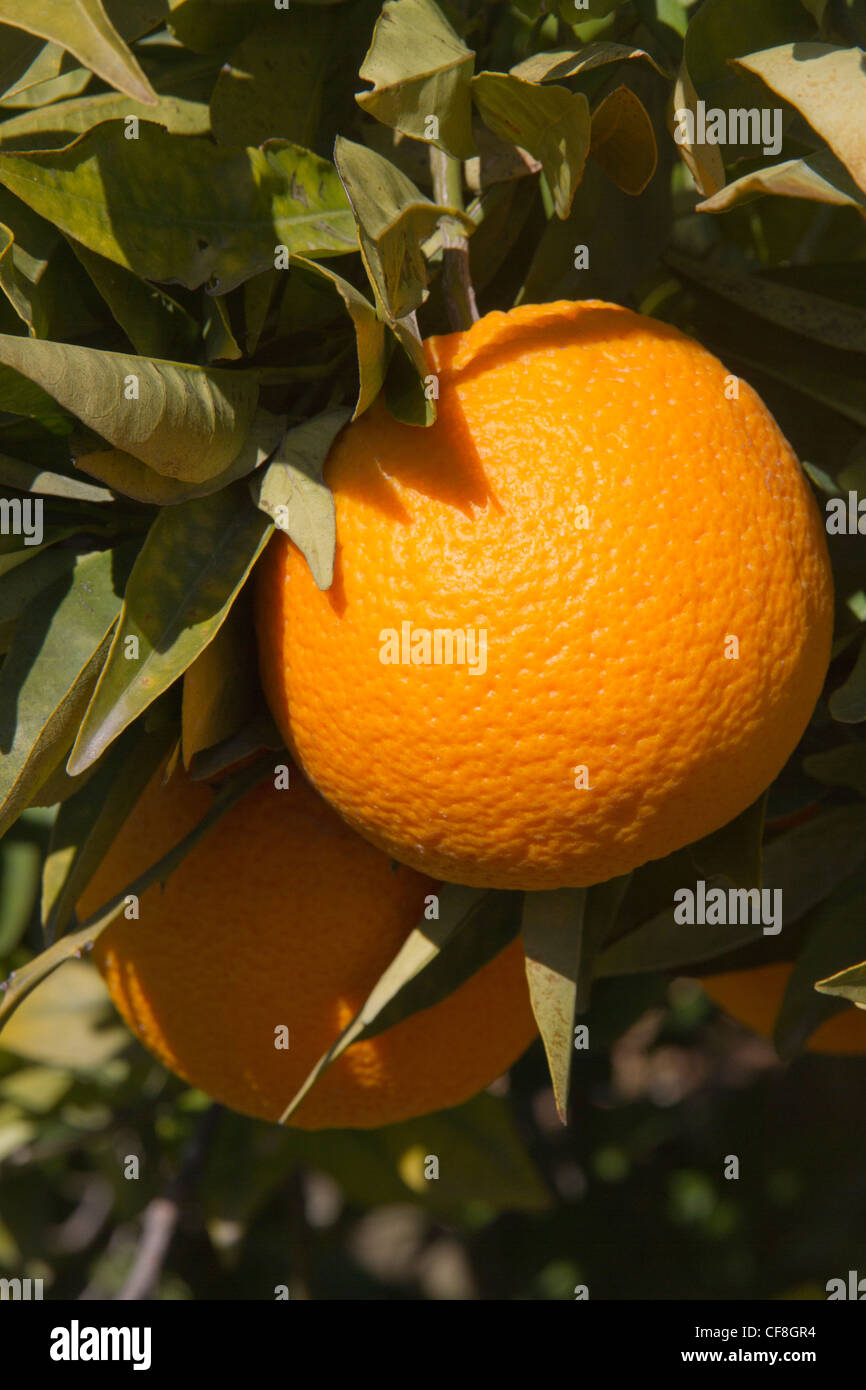 Oranges citrus fruits Majorca Balearic Spain Stock Photo - Alamy