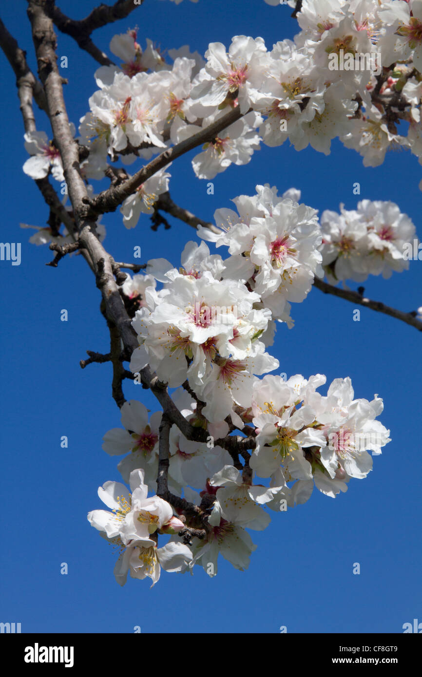 Majorca spring flowers hi-res stock photography and images - Alamy