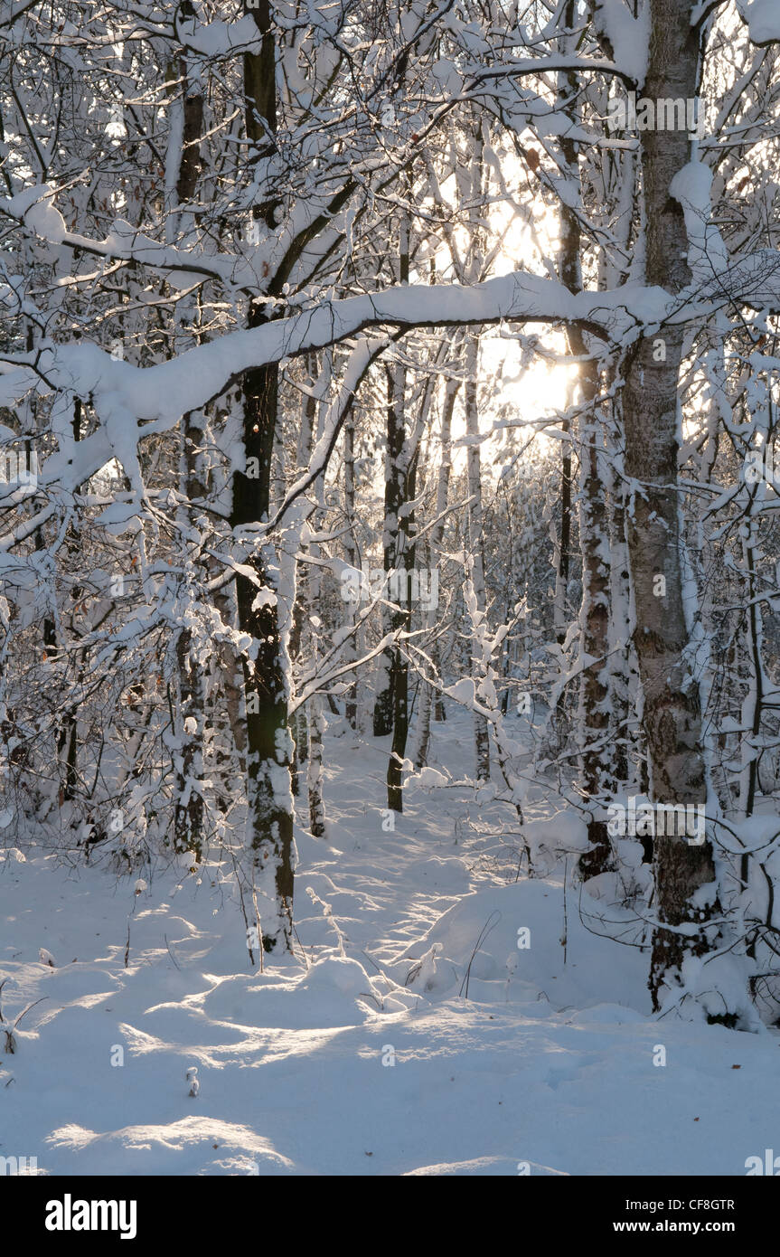 woodland in winter in deep snow Stock Photo - Alamy