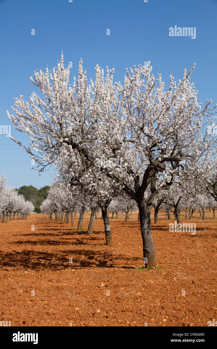 Almond planting tree hi-res stock photography and images - Alamy