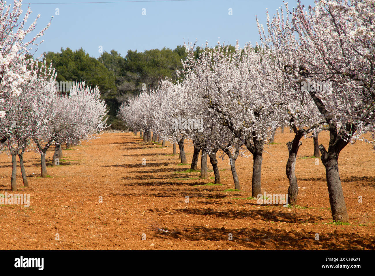 Almond tree field blossoming in spring Majorca Mallorca Balearic Spain ...